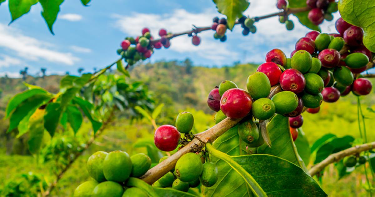 Melhoramento genético de café na Colômbia - Agribrasilis - Inside ...