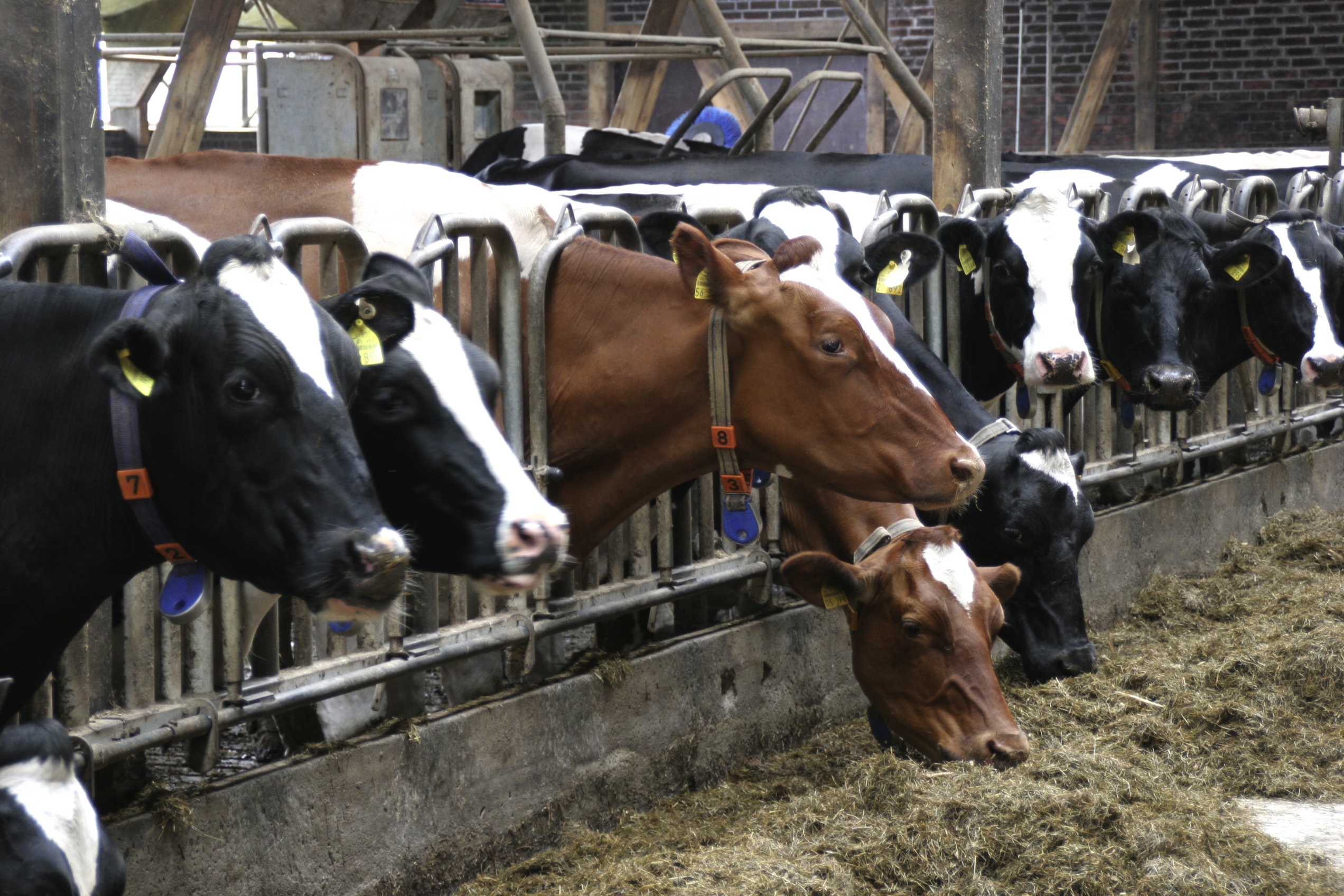 América Latina é líder no setor de produção de proteína animal ...