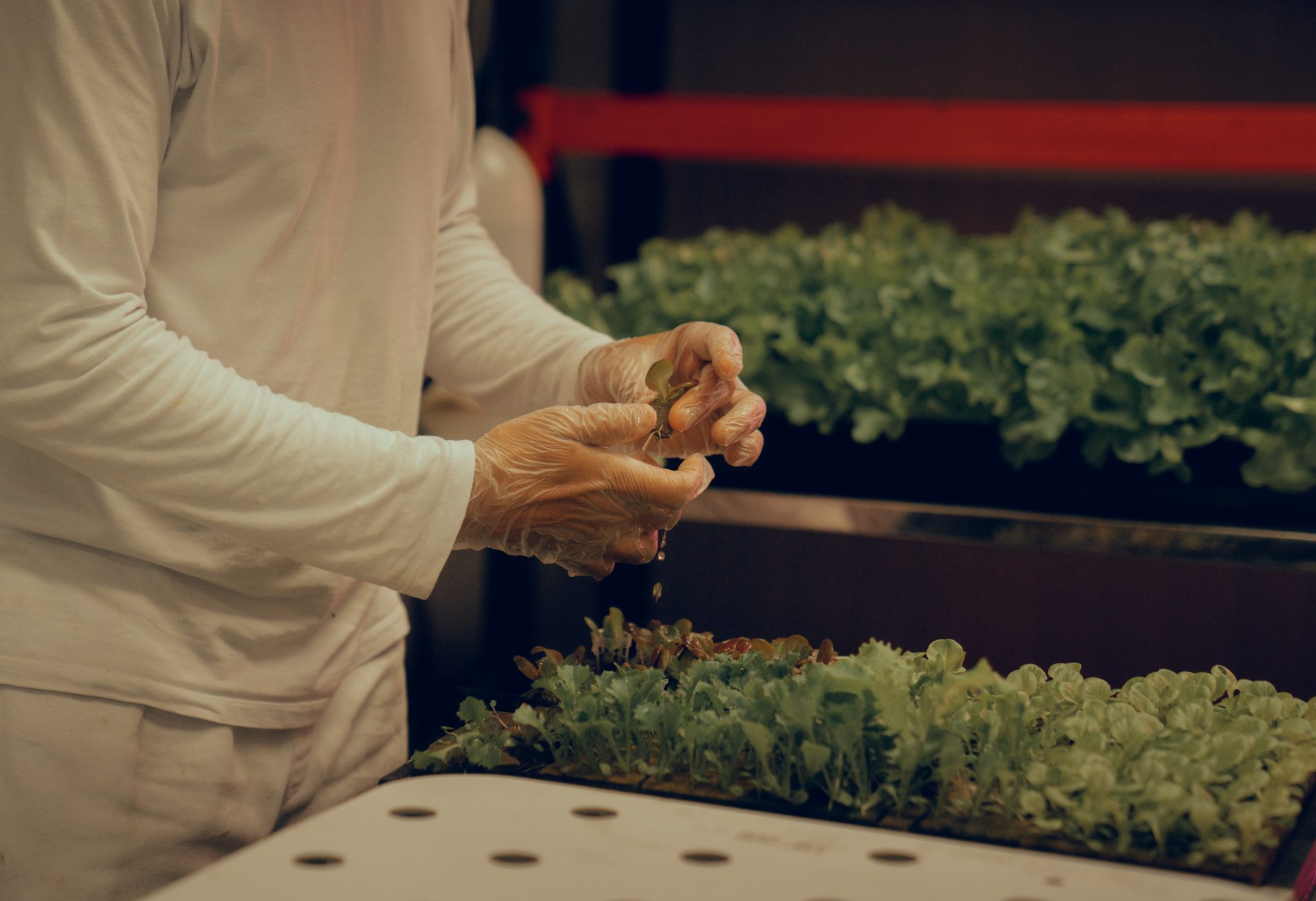 Vertical Farming Sector is Expected to Reach US$ 19 Billion by 2027