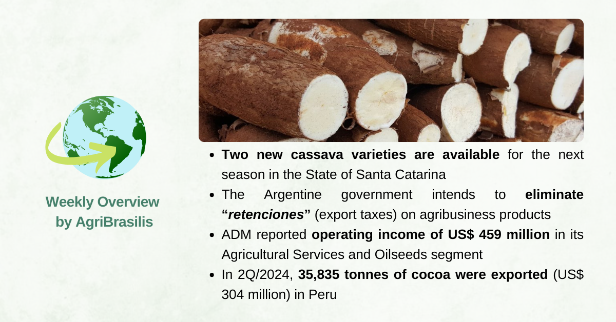 Two New Cassava Varieties Are Available for the Next Season in...