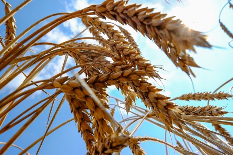 Tropical Wheat Farming: From the Cerrado Biome to the Northeast of ...