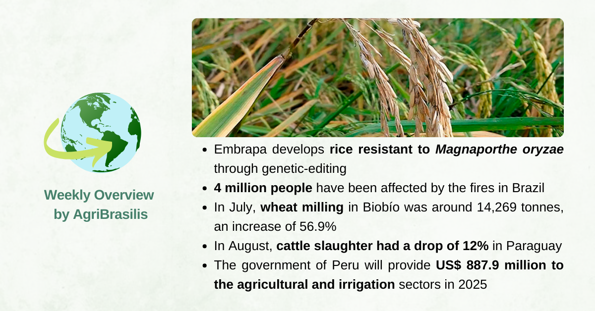 Embrapa Develops Rice Resistant to Magnaporthe oryzae Through Genetic ...