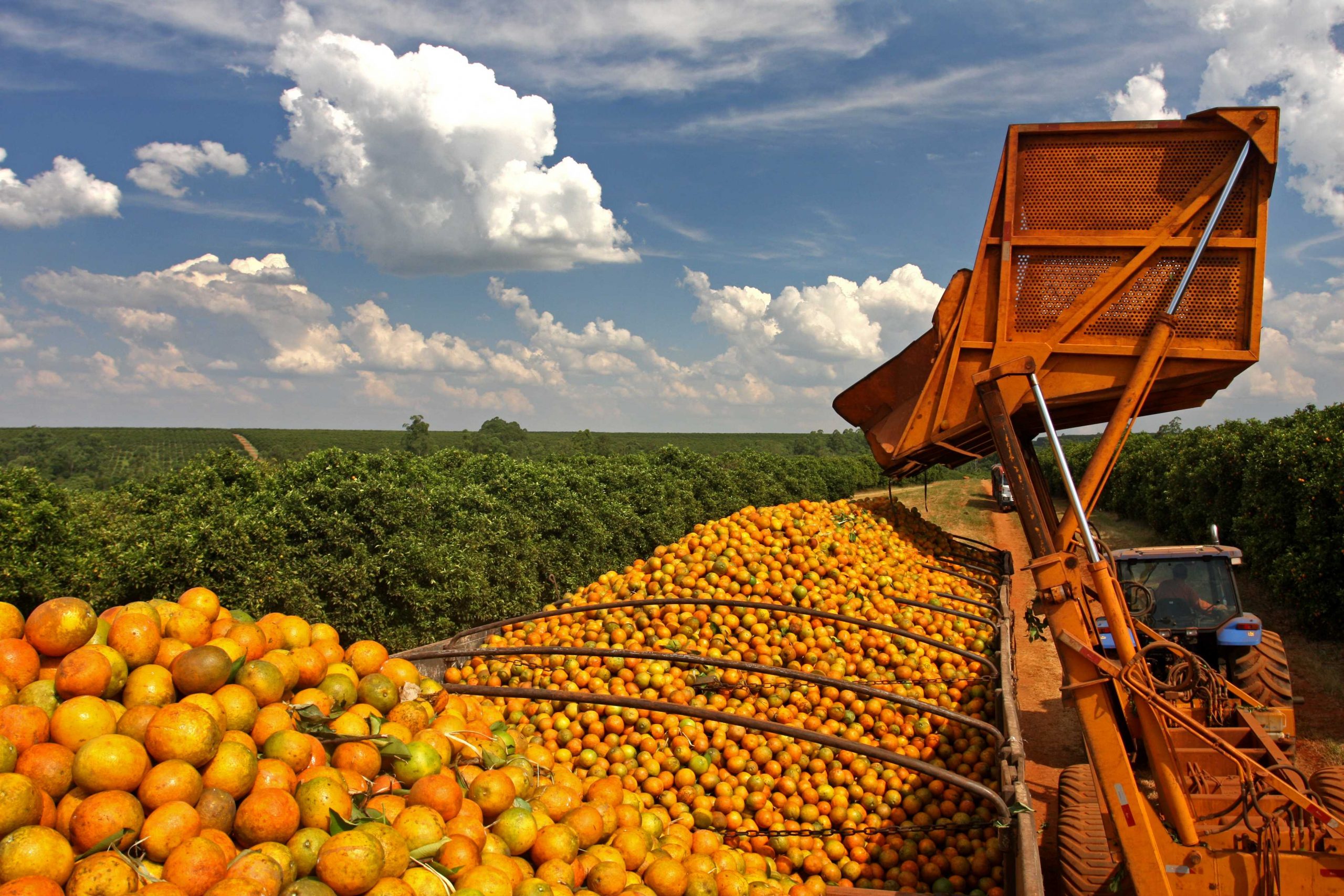 Increase of Greening (HLB) Has Changed the Citrus Belt in Brazil; and ...