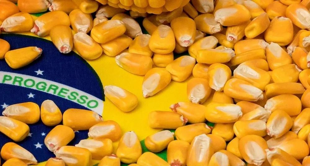 Corn Could Surpass Soybean as Brazil’s Leading Crop - Agribrasilis ...