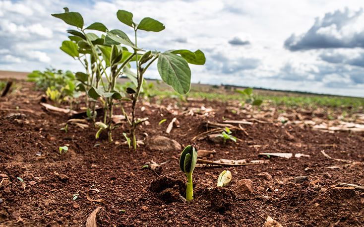 Ações do INDEA para garantir a sanidade agropecuária no MT ...