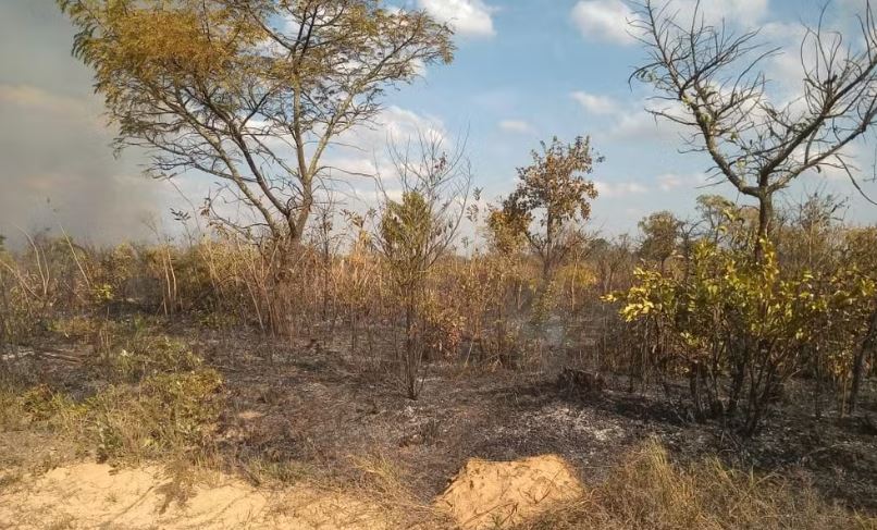 Cerrado concentra 52% do desmatamento do Brasil em 2024, alerta MapBiomas